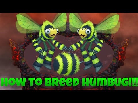 How To Breed Humbug!!!