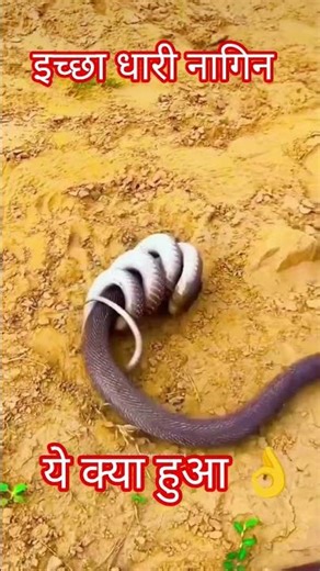 #reeels #funnyvideos #reelsc #funnyclips #viealvideo #song #viealvideo #shortsviral #trending