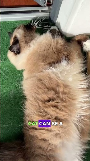 Signs your cat is crying for help 🙀🙀🙀