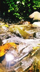 Flowing Spring Water in Beautiful Slow Motion | Relaxing Nature Short