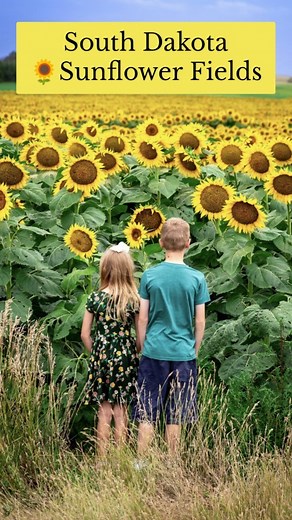 4.7K views · 15 reactions | Check out these stunning flower fields!...