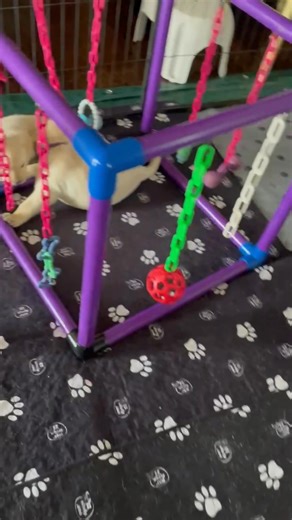 Sunday morning with the 🐶🐶🐶🐶🐶🐶🐶🐶 | Michelle Sims