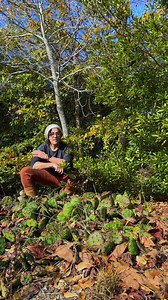 I’m slowly getting better from my run-in with shingles, but right now I’m just glad that I felt okay enough to film some content! The prickly pear cactus is a ubiquitous plant throughout North America, and has a long history of use among many cultures and geographic regions. The eastern prickly pear, Opuntia humifusa, is diminutive compared to its western cousins but is just as packed with flavor and good-for-you-ness! Use it in your agua fresca, your nopales, and any treats you can think of! Th