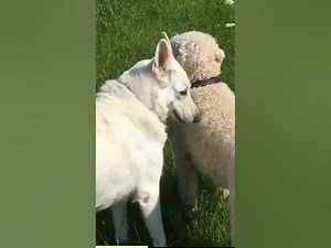 Check out my new blog about GSD! Im looking for other bloggers in this niche to exchange backlinks