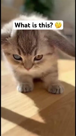 Is this even a cat?!? #shorts #animals #cinematic #ai