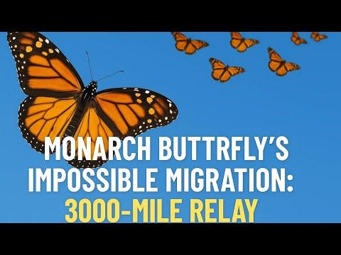 Monarch Butterfly’s Impossible Migration: 3000-mile Relay #Migration #NatureDocumentary #Wildlife