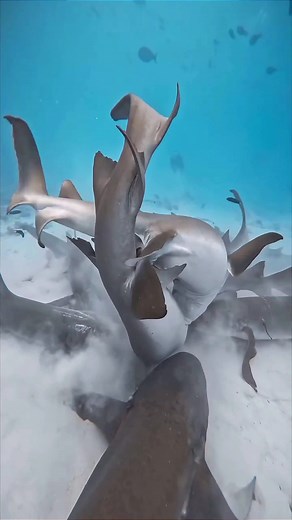 Rare Footage of Sharks Mating on the Seabed