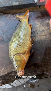 Eating a giant trash fish #fyp #catchcleanandcook #beardedfisherman #fishing #fish | Wade Fishez