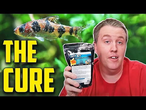 How and When to Use Salt with Aquarium Fish