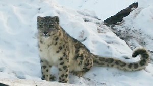 117K views · 367 shares | A family travelling through Himachal Pradesh’s Spiti valley spotted a snow leopard walking on the road. | The Times of India | Facebook