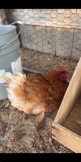 Hey guys my chicken has been acting really weird lately but I looked up all the sicknesses and she isn’t showing signs of any not to sure what is going on. She always wants to lay down and is always fluffed #fblifestyle | Backyard Chicken