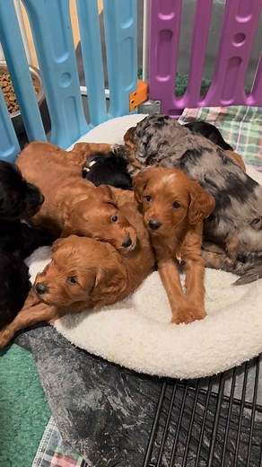 ✨ River’s Cavapoo Babies • 5 Weeks Old ✨ These sweet pups are growing fast and doing so well. They are learning to use the litter box and doing great with their potty grate. They are making steady progress with their potty training on the potty grate. This early foundation makes house training at home so much easier. They get daily exposure to cats, kids, and normal household noises. Their confidence grows as they explore new textures, objects, and simple barrier challenges. Puppy Culture work t