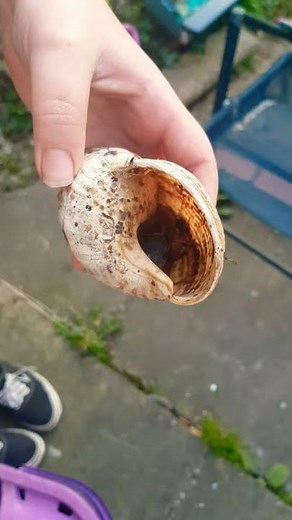 Removing dead snail from shell- please read description
