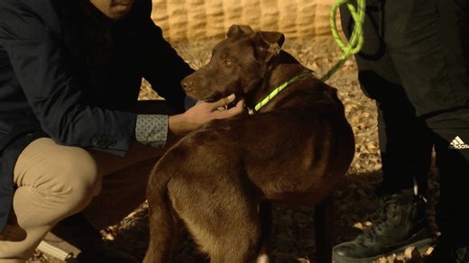 Bark on ARC: El Paso Humane Society highlights benefits of crate training for dogs