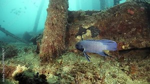 Southern Blue Devil Fish Paraplesiops meleagris endemic Southern Australia 4k slow motion