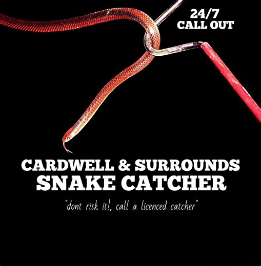 Cardwell and Surrounds Snake Catcher | Cardwell QLD