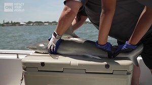 Non-profit making waves for more diversity in shark science