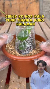 ICU METHOD PROPAGATION #fypviralシ #markofthejungle #propagation | Mark of the Jungle Plants