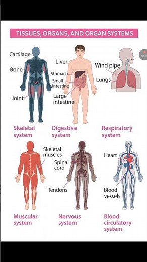 Human Body Systems – Tissues, Organs & Their Functions