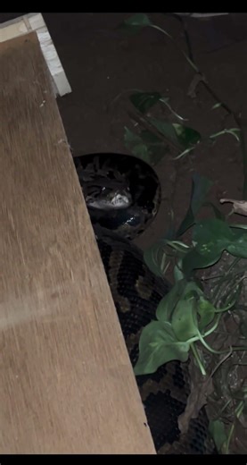 Python sleeping under wood