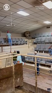 Chaos descended on a livestock auction in Decatur, Arkansas, when a cow escaped from the sale ring and walked right up into the bleachers, leaving torn ceiling tiles in its trail. | 48 Hours