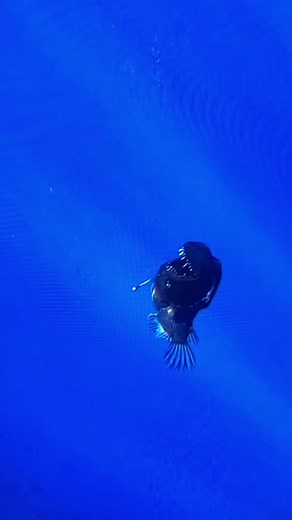 Anglerfish: A Deep Dive into Ocean Life