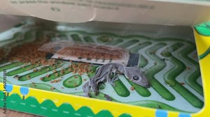 Dead body of house gecko lizard on sticky glue cockroach house pest trap. Paper roach house trap killer close up shot - day