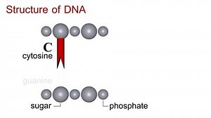 Structure Dnastructure Dna Labeled Graphically Shown Stock Footage Video (100% Royalty-free) 3801212 | Shutterstock