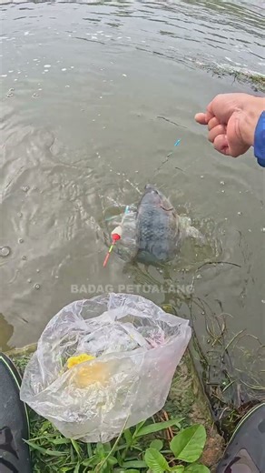 TARIKAN DAHSYAT IKAN NILA BABON #SHORTS #FISHING #TRENDING