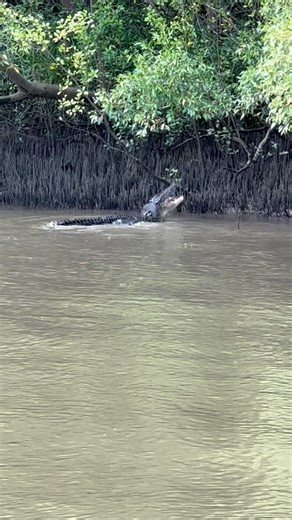 Damian 'Wildman' Duffy on Instagram: "Someone chuck it a toothpick 😂 Saltwater Crocodiles are quite flexible. When they get food stuck in their teeth they use their back feet to flick it out. It’s not always food in the teeth though. Just like dogs, Salties also love a good scratch behind the ear! 🐶🐊 Northern Territory Australia"