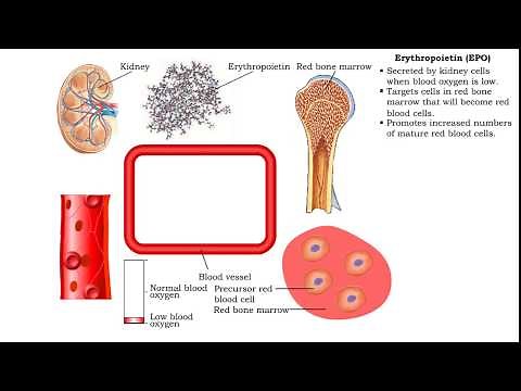 Red Blood Cells - Erythropoietin (EPO)