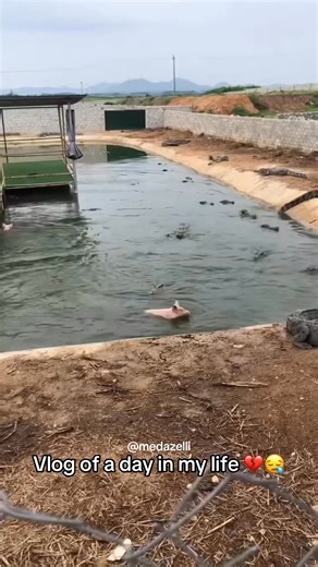 Daily vlog of a normal day 🥱 | Medazelli Automatic