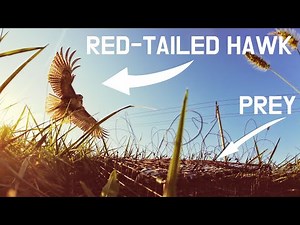 Up CLOSE and PERSONAL with Mother Nature! (Falconry Trapping)
