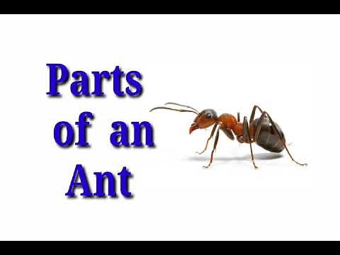 Parts of an Ant.