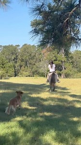 115K views · 8.3K reactions | I wasn’t ready for the horsepower… this is my definition of a good time! #tigger #horseriding #ride #wildride #fast #pasofino #buck #farmlife #lifeonmorrowhill | Life on Morrow Hill | Facebook