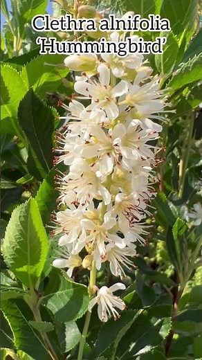 Clethra alnifolia ‘Hummingbird’ #clethra #flowers #fleurs #shrubs #bush #plants