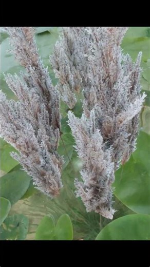 Minecraft 2.0 VR + Fluid Flux - The Best VR Water Simulation