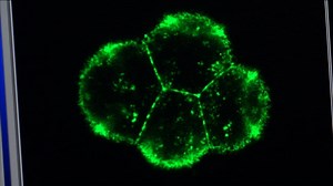 Scientists grow a near life-like mouse embryo