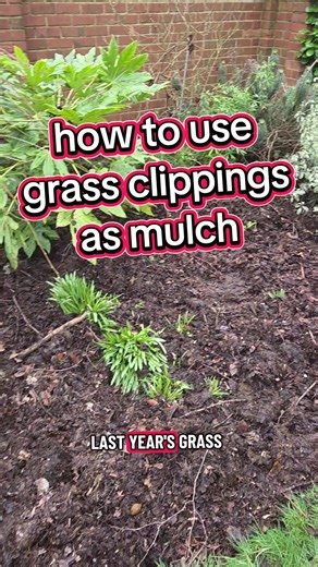 how to use old grass clippings as a mulch on your beds. grass clippings are a great tool for your garden if used correctly. it is best to not use fresh grass clippings directly on to your beds. I like to leave them in a pile over winter and this let's them decompose. in this garden they've been mixed with fallen leaves which helps speed up the process. As well as looking very nice and rich on the beds, they help to restrict weed growth, it adds nutrients to the soil and also helps retain moistur