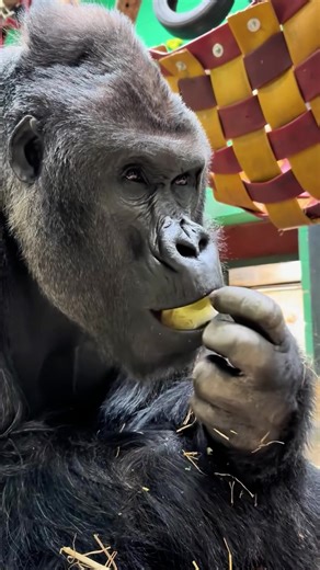 Mongooses Eating: A Delightful ASMR Experience