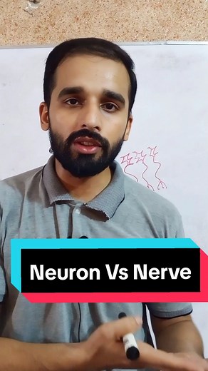 Neuron Vs Nerve: Understanding the Difference | Biology Video