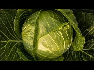 Complete Cabbage Farming Guide| Smart Agri Hub