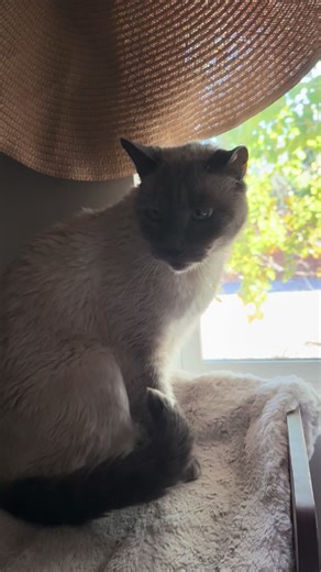 Hello Daisy Mae (@hello_daisy_mae)’s videos with My Kitty - Emergency Mouse