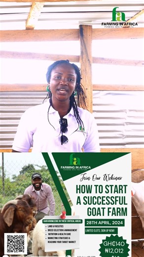 Starting a goat farm can be easy if you understand the basics. That is why we are bringing your way this educative webinar dubbed: How To start A Successful Goat Farm As A Business. Kindly join using the link: https://www.farminginafrica.com/how-to-start-a-successful-goat-farm-as-a-business #farminginafrica #semanhyiafarms #livestock #webinar #nigeriantiktok🇳🇬 #startingafarm #ghanatiktok🇬🇭 #livestockfarming #farmingbusiness | Farming In Africa