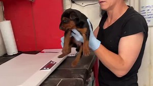 4.5K views · 199 reactions | Red dog Pups 4 weeks old! Let’s discuss worming and weaning! | DDR GUARD DOGS | Facebook