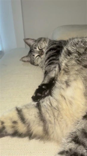 Lucy after getting tooth pulled #cat #shorts #pets