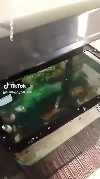 Dwarf Gourami Behavior: Water Cannons in Action