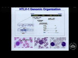 Nuclear damage and miscounted chromosomes: Human T cell leukemia virus transformation of cells
