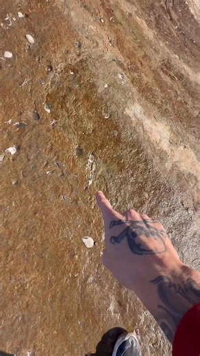 Did You Know some fossil sea snails are noticeably bigger than many of the snails we find today? Many of these shells come from prehistoric species that lived in older oceans with different temperatures, chemistry, and food supplies, which allowed certain types to grow larger and thicker shells. Over millions of years, changing environments and predators favored smaller or differently shaped species. Shocking fact: some extinct sea snail shells are several times thicker than modern relatives, bu