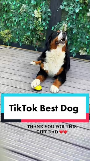 That’s a good boy 🐶 #fypシ #fypシ゚viral #foryoupage #dogsofttiktok
